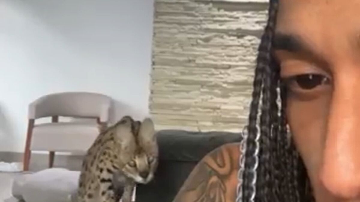 Rapper posta vídeo sendo atacado por seu gato; veterinária explica o ...