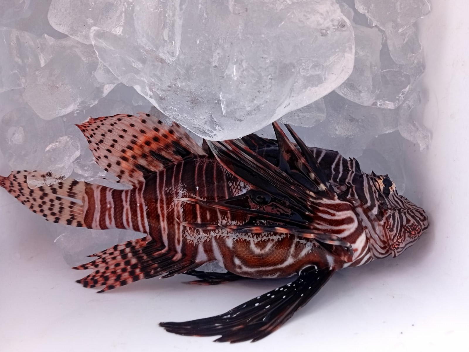 Sudema se mobiliza para conter avanço de peixe invasor nos mares da Paraíba