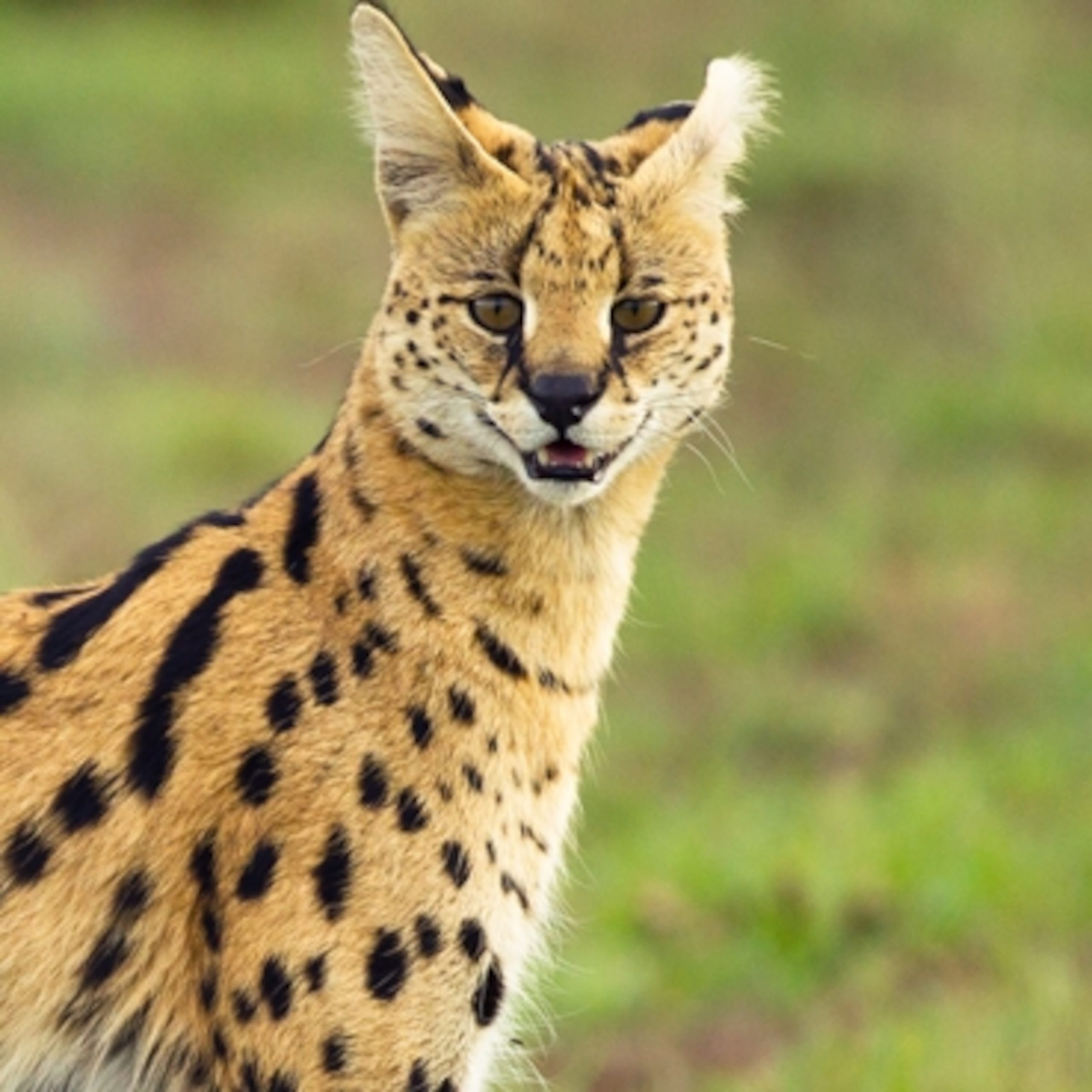 Gatitos Serval