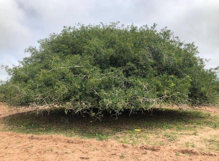 Umbu: o que é, como plantar e para que serve