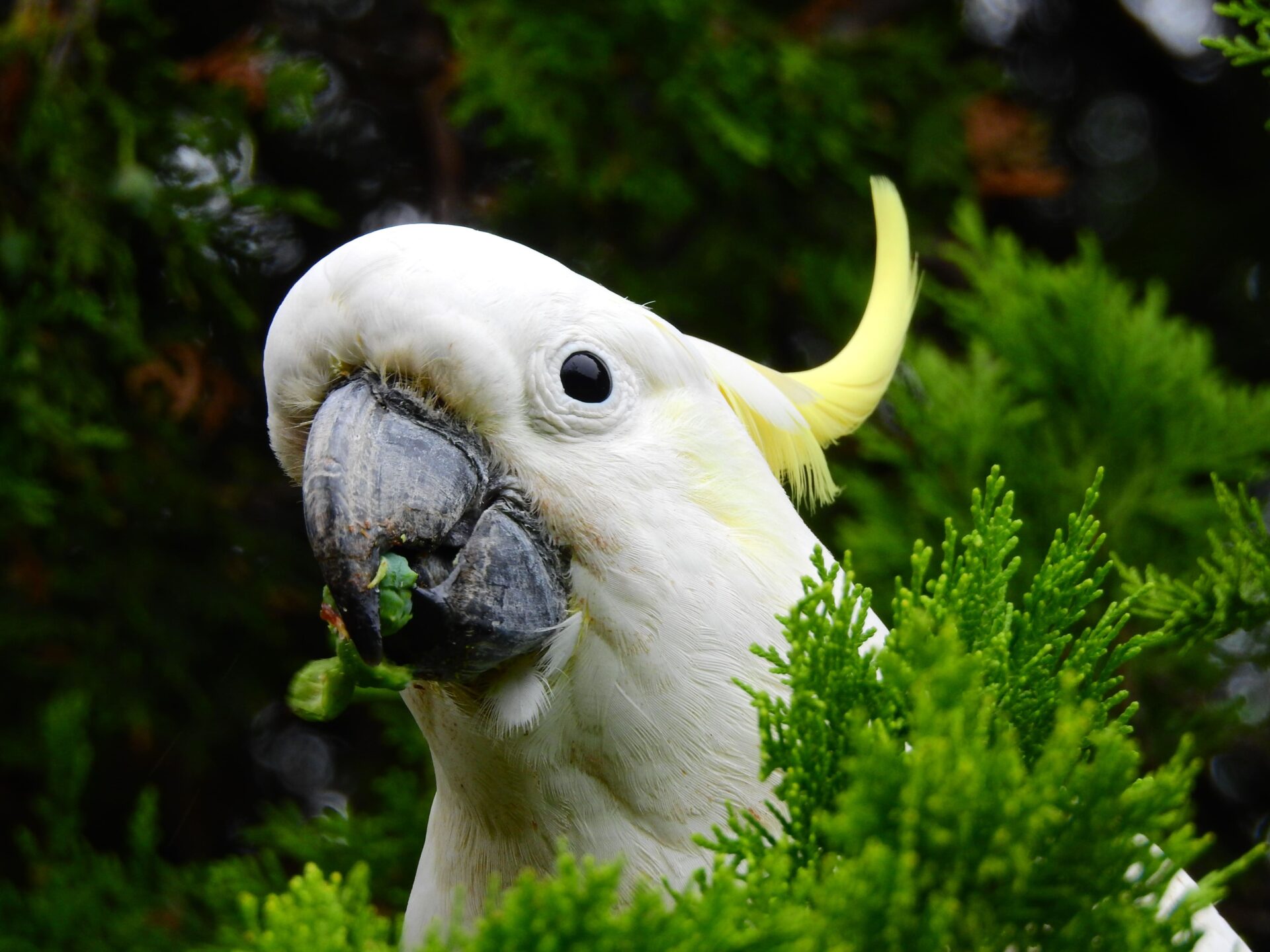 Cacatua: origem, espécies e curiosidades