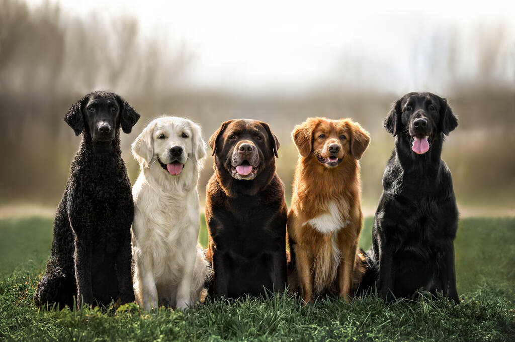Lista De Racas De Caes Os 10 Nomes E Raças Comuns De Cães E Gatos No